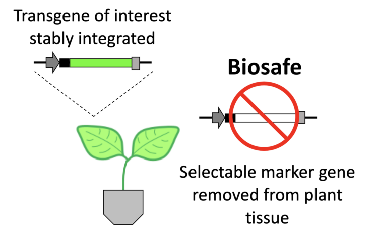 Mini-Synplastome Hybrid Vectors for Production of Marker-Free ...